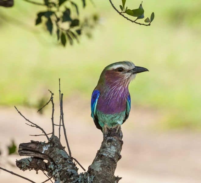 Maasai Mara Ecosystem – Porini Camps