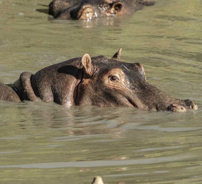 Porini Ol Kinyei Safari Cottages – Porini Camps