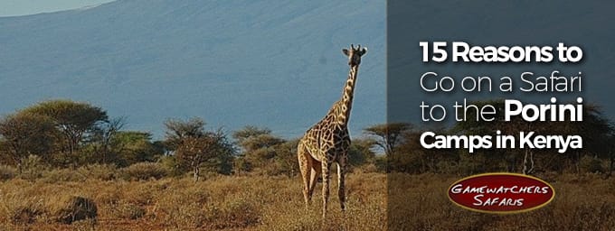 15 Reasons to Go on a Safari to the Porini Camps in Kenya – Porini Camps