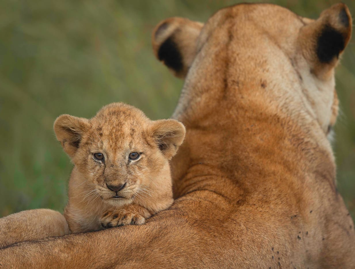 Safari Itineraries – Porini Camps