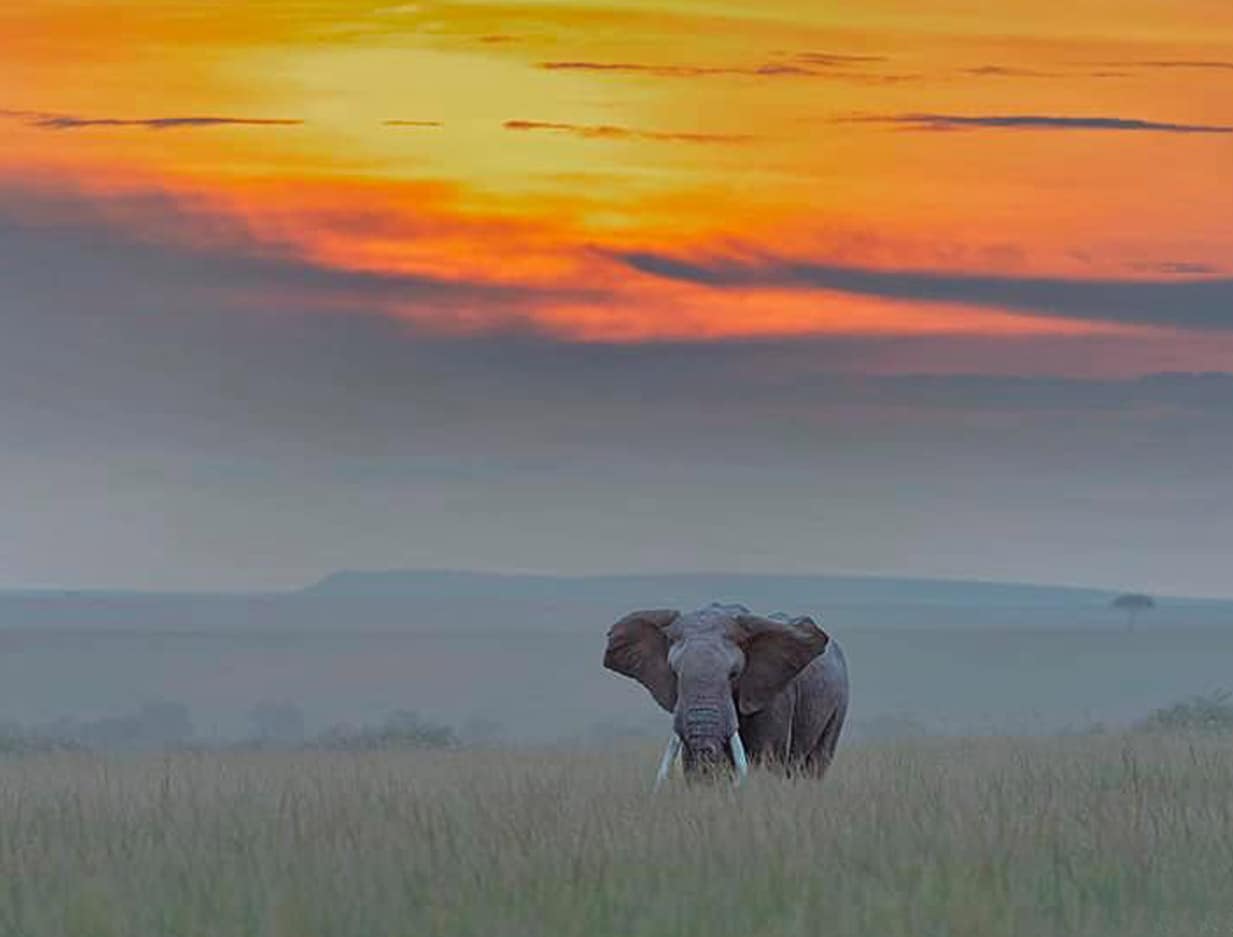 Safari Itineraries – Porini Camps