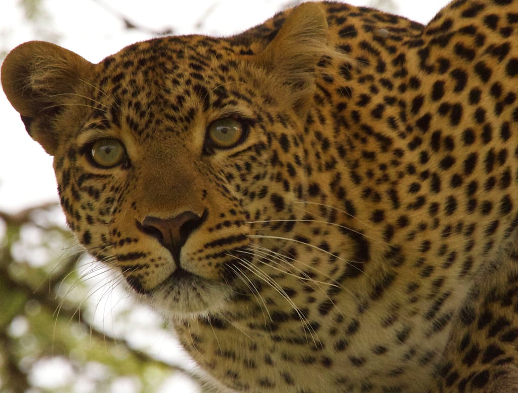 Safari Itineraries – Porini Camps