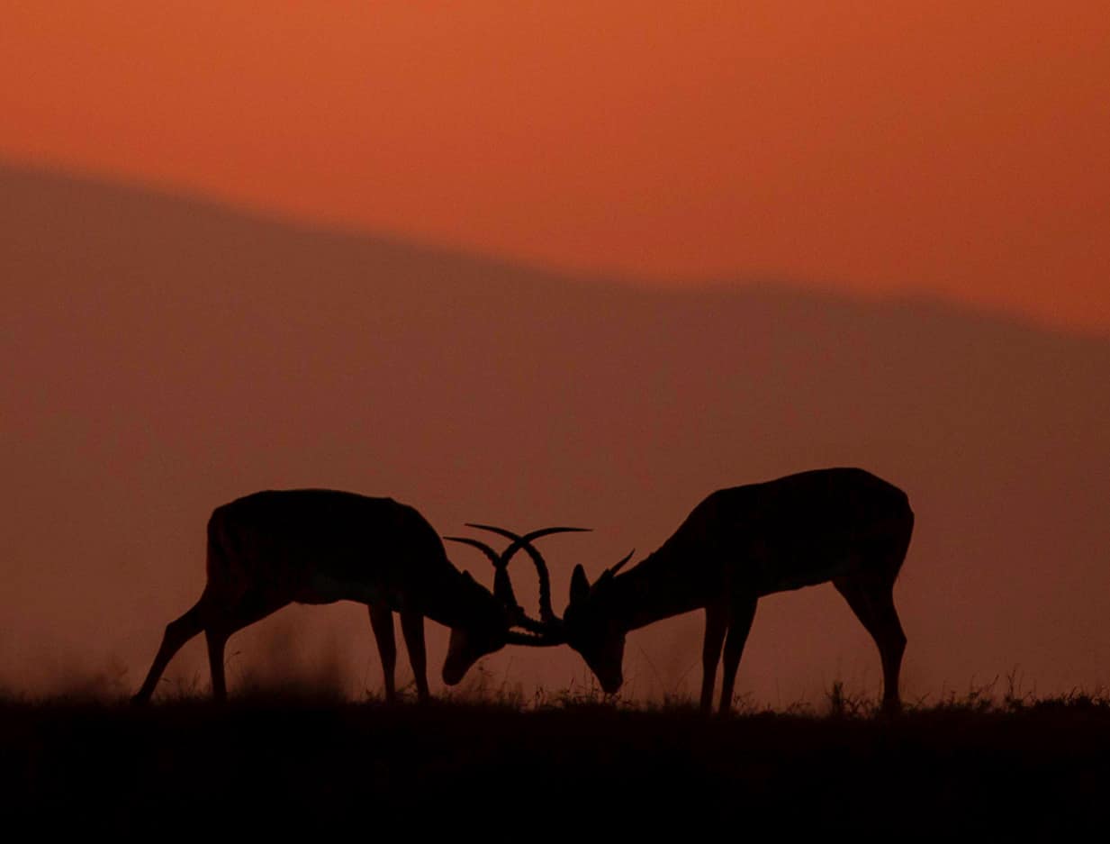 Safari Itineraries – Porini Camps