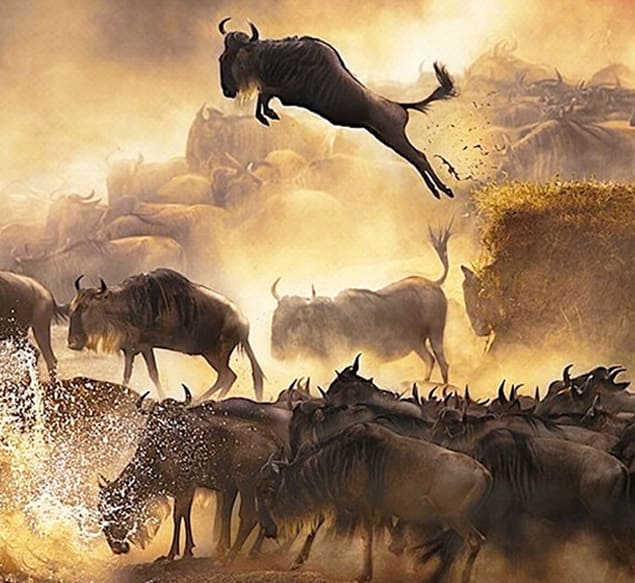 Porini Ol Kinyei Safari Cottages – Porini Camps