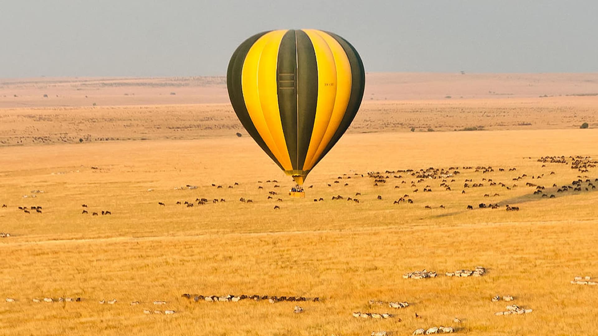 Lion Camp – Porini Camps