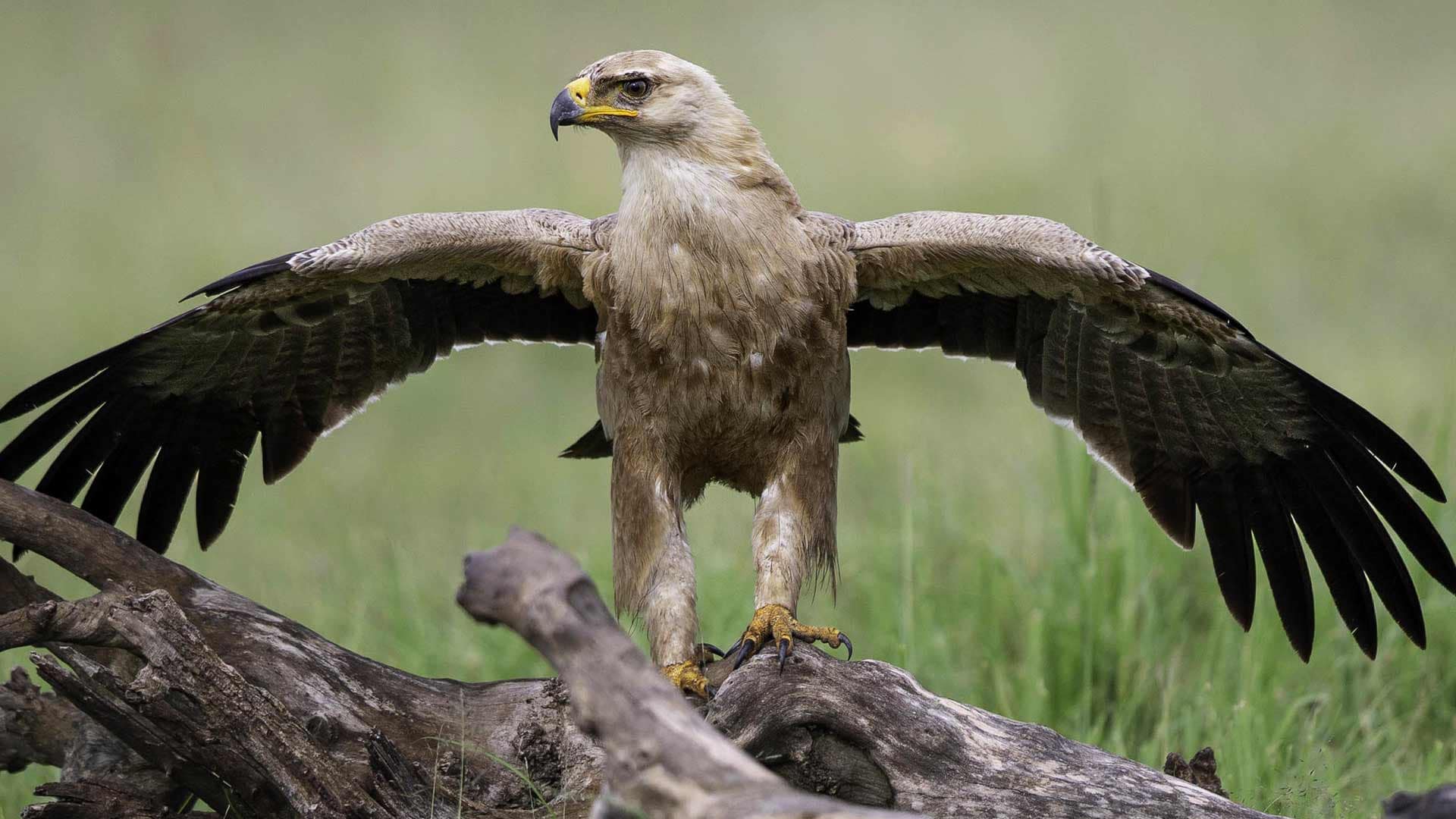 Cheetah Camp – Porini Camps