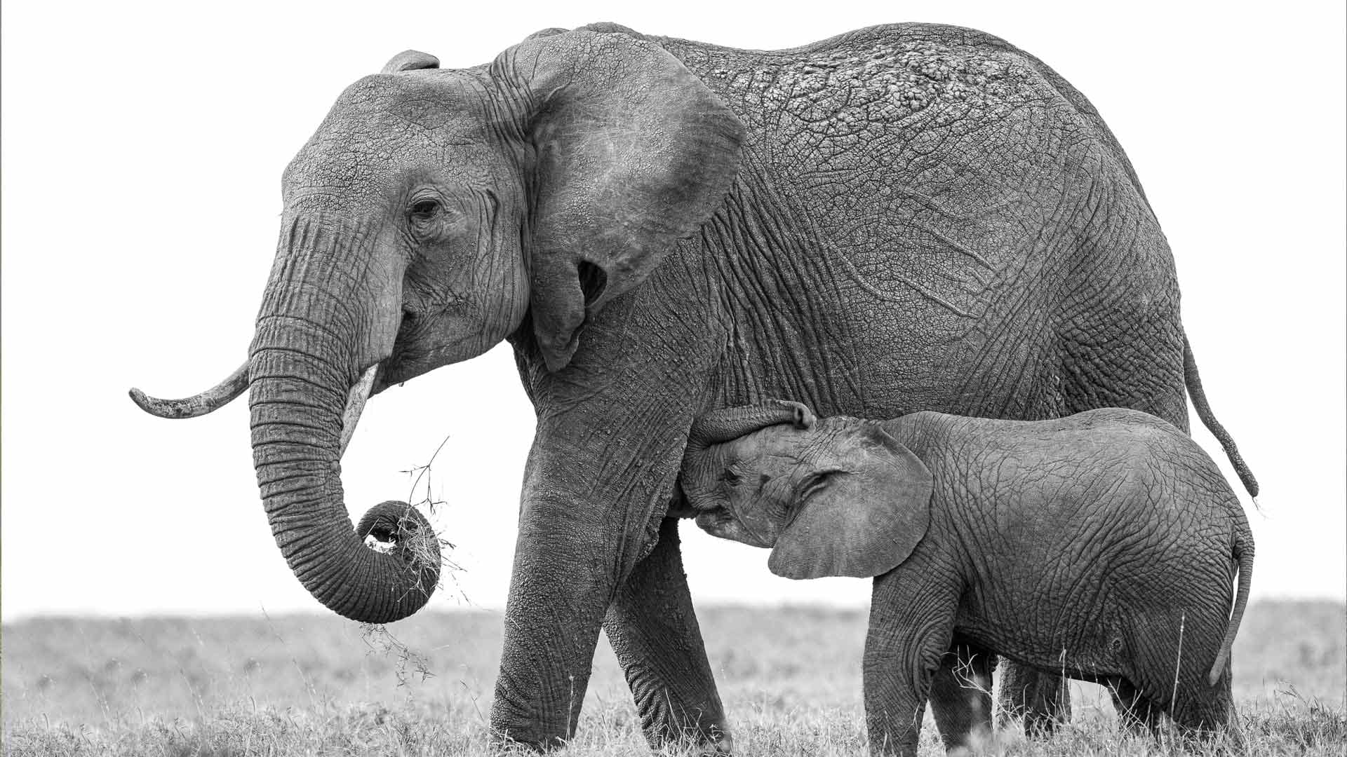 Cheetah Camp – Porini Camps