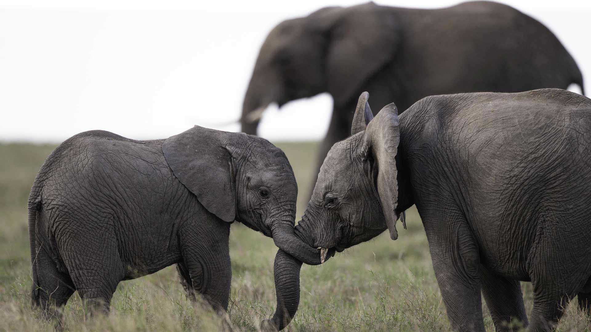 Cheetah Camp – Porini Camps