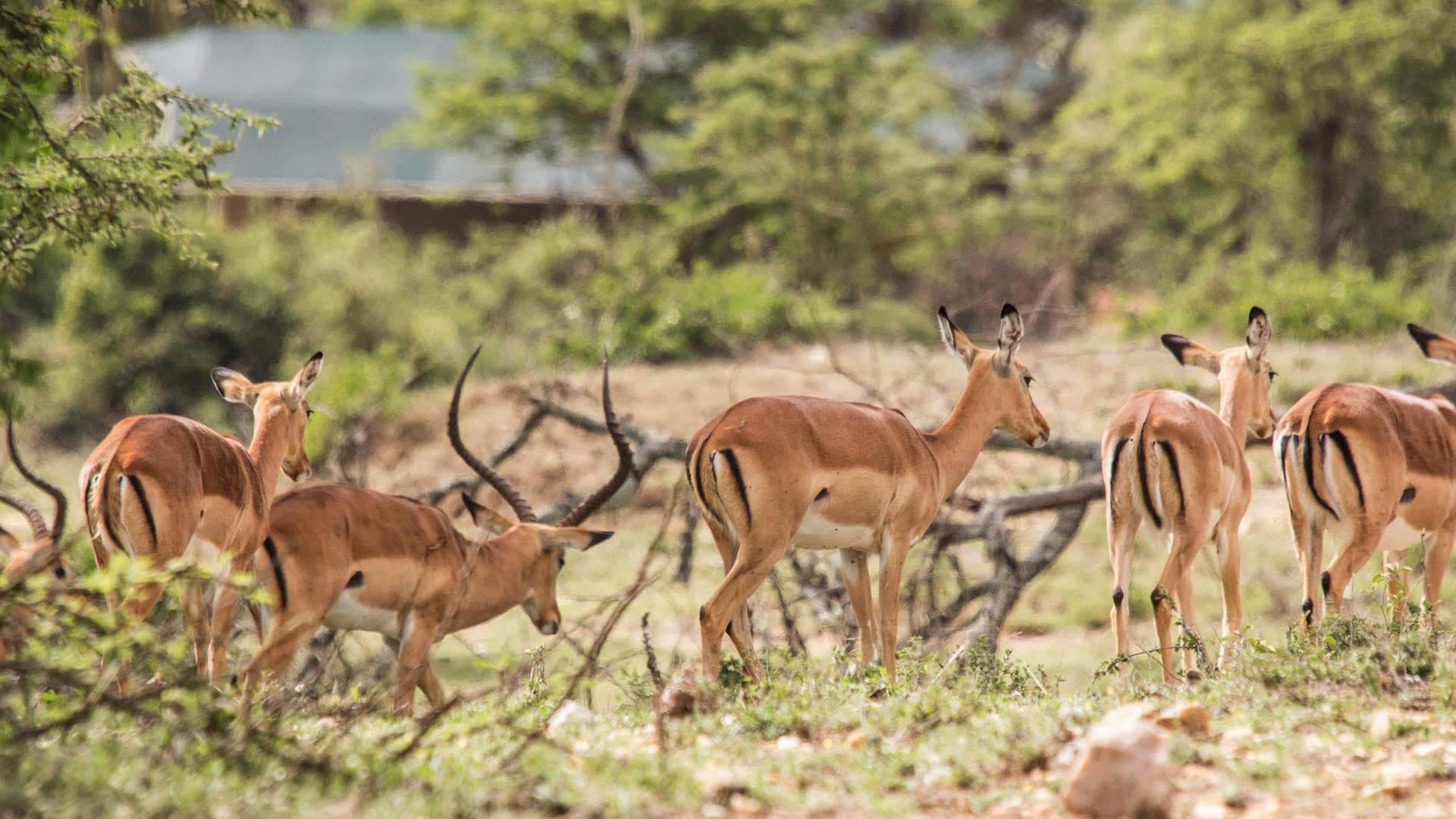 Cheetah Camp – Porini Camps