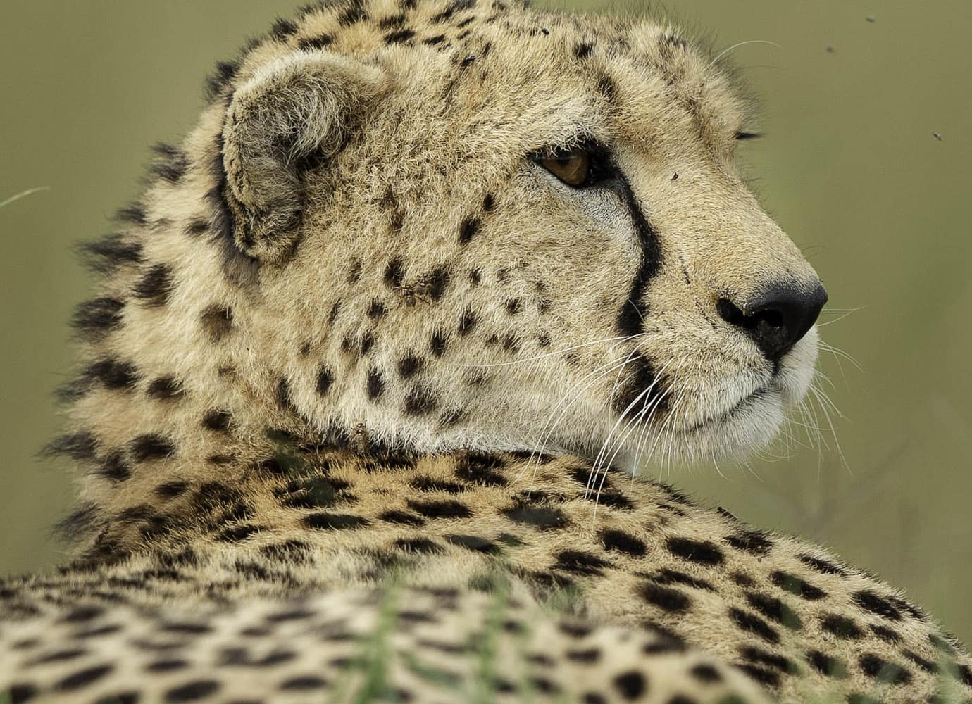 Maasai Mara Ecosystem – Porini Camps