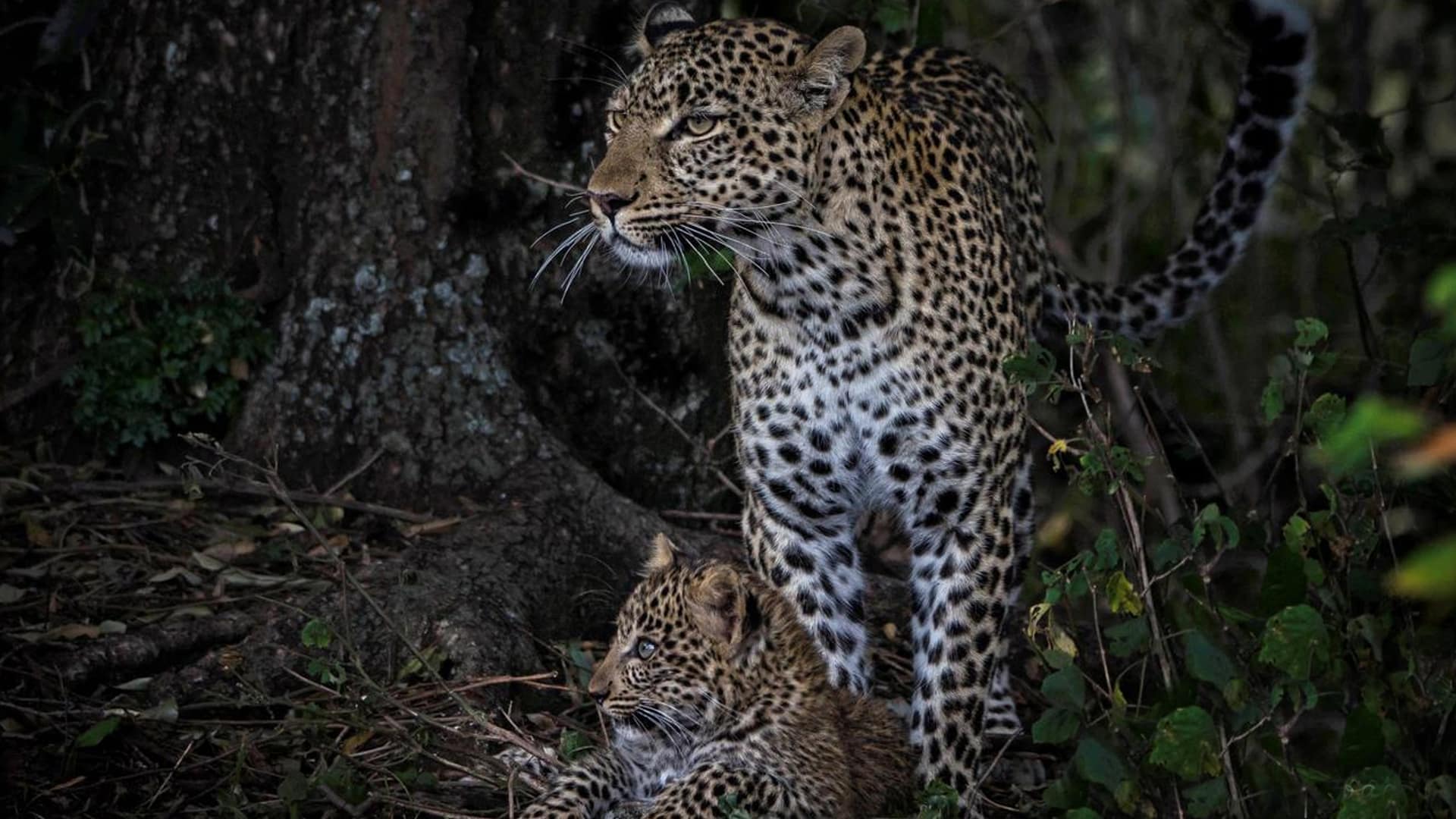 Lion Camp – Porini Camps