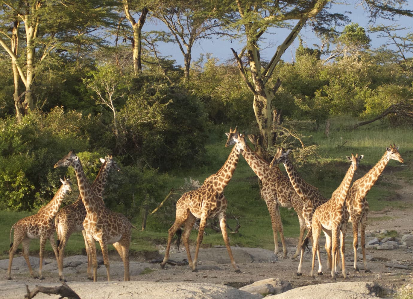 Maasai Mara Ecosystem – Porini Camps