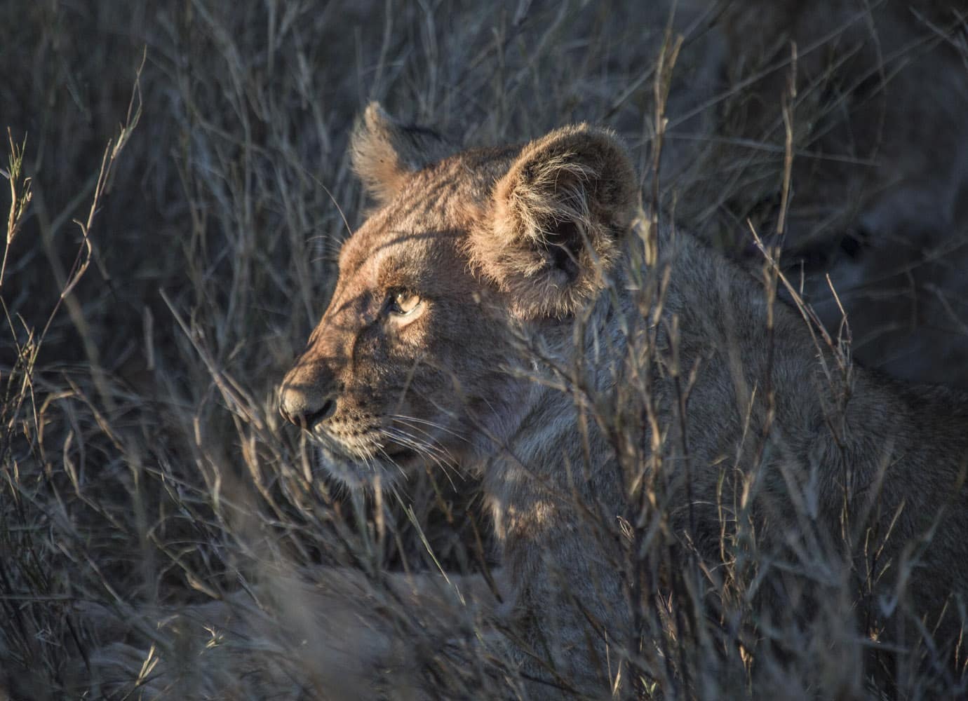Amboseli Ecosystem – Porini Camps