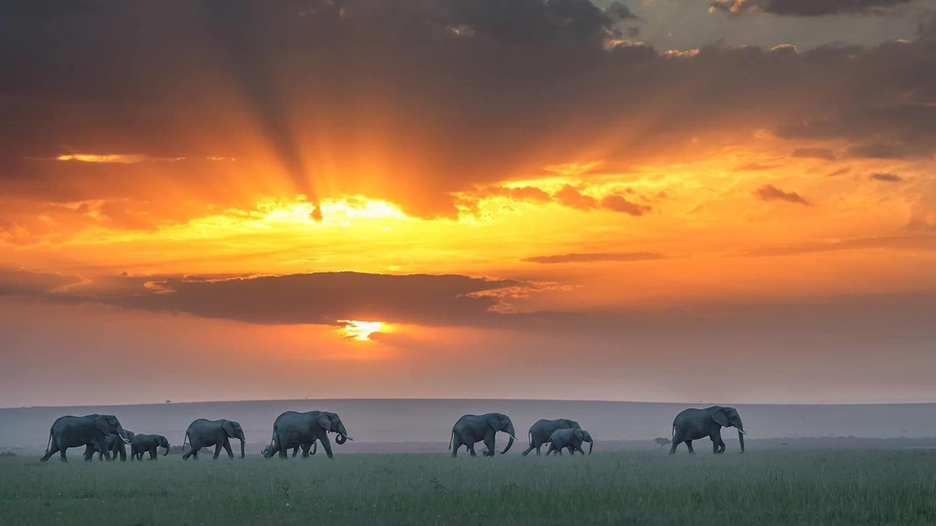 Lion Camp – Porini Camps