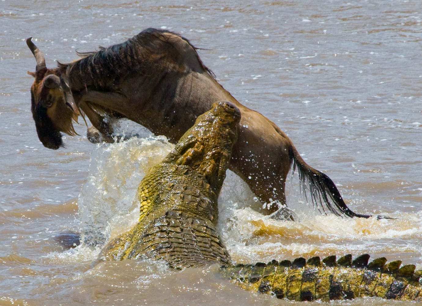 Maasai Mara Ecosystem – Porini Camps
