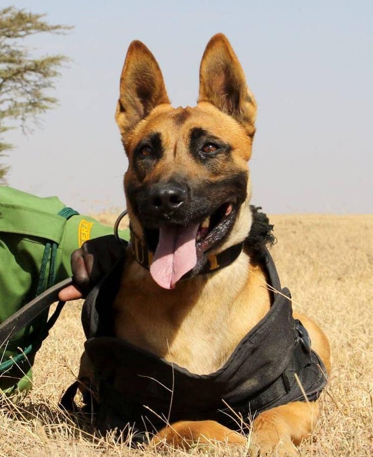 Rhino Camp – Porini Camps