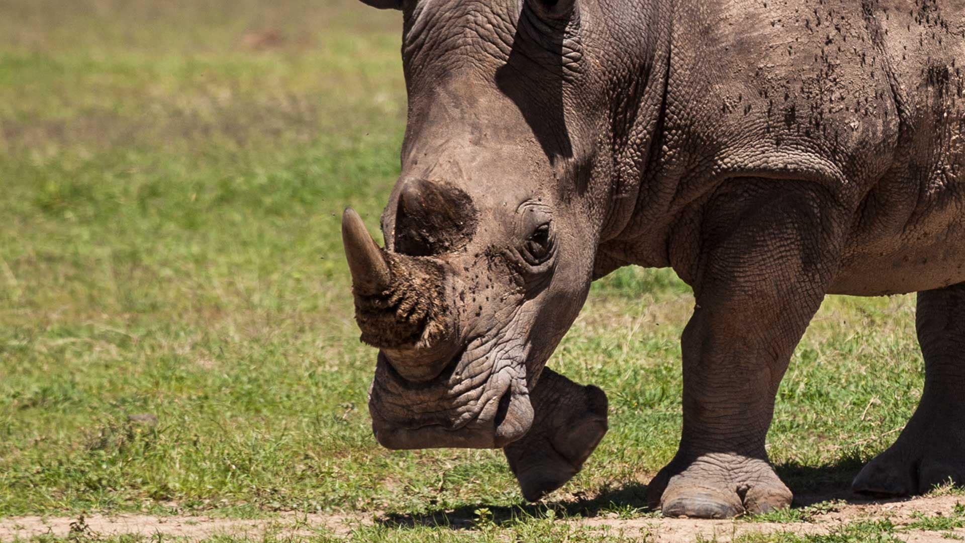 Rhino Camp – Porini Camps